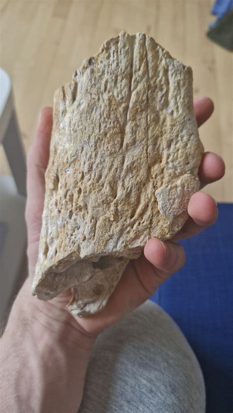 Jaw With Tooth Is It Real How To Recognize Fossil Fabrications The Fossil Forum