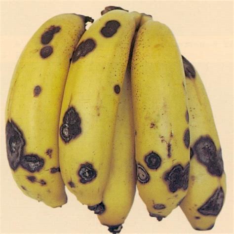 Plant Disease Detection Object Detection Dataset By Plant Disease Dtection