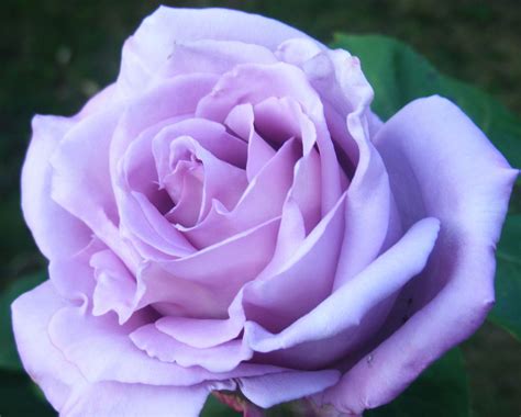 Blue Moon Rose Artofit