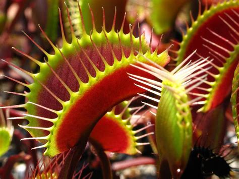 Carnivorous Plant Wallpapers Wallpaper Cave