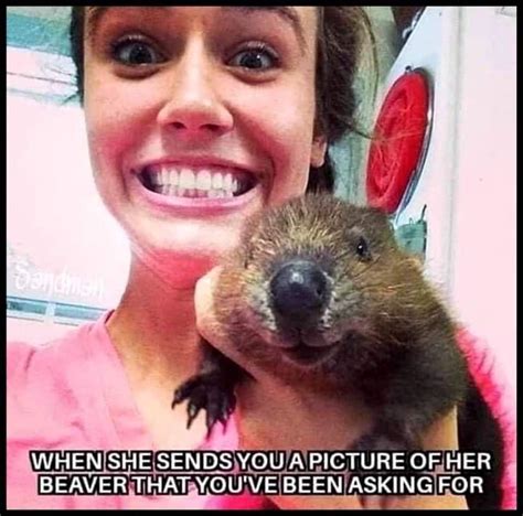 25 Dam Funny Beaver Memes To Celebrate International Beaver Day Animals