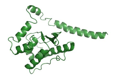Snx10 Sorting Nexin 10 Bioinformatics For Dentistry