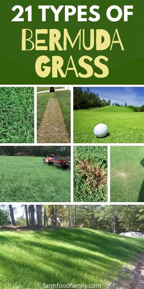 21 Types Of Bermuda Grass For Lawn Hay Is Bermuda A Good Grass