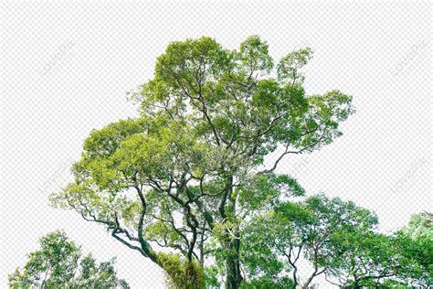 Elevation Trees Green Trees And Plants Facade Green Trees PNG Image Image And Picture For