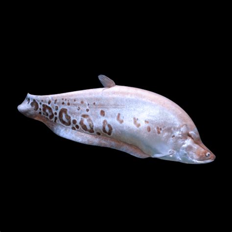 Knife Fish Sims Tropical Fish Tropical Fish Aquarium Fish Store