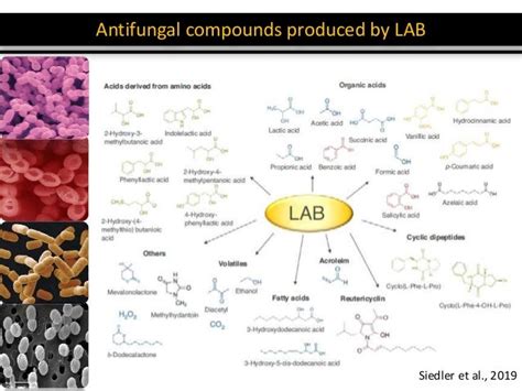 Antimicrobial Metabolites Of Lactic Acid Bacteria And Its Application