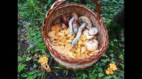 Подождем грибов под дождем Пока собираем лисички Youtube