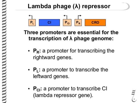 281 Lec21 Phage Repressor