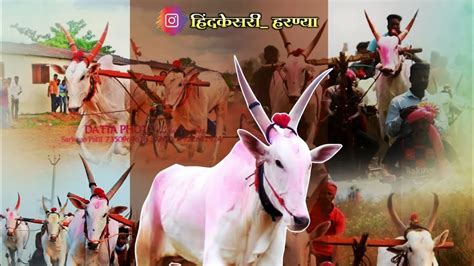 हिंदकेसरी हरण्या आणि बाशिंग भवरा Bailgadasharyat नाद हरण्या Shorts