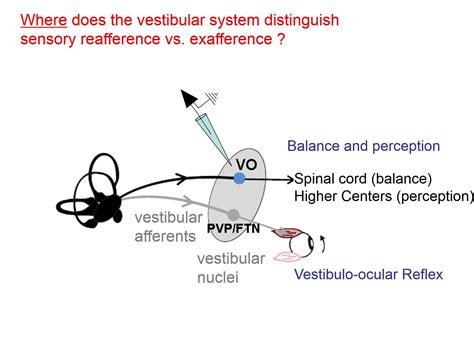Vestibular Sensory Pathway Sensory Pathways Vestibular