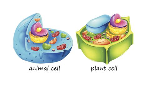 Labeling Cells Igcse Pdf Labeling Cells Igcse Pdf