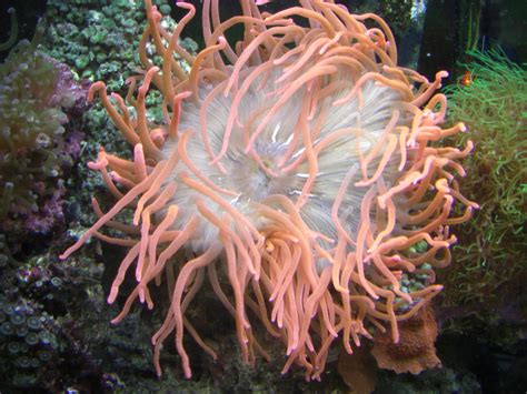 Anemone Splitting Excited IT SPLIT Saltwaterfish Com Forums For Fish Lovers