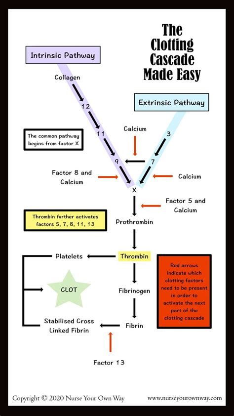 Clotting Cascade Simplified