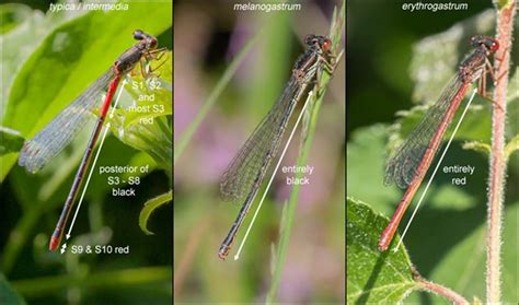 Small Red Females Odo Nutters