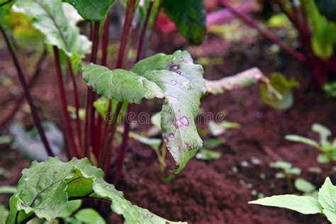 Beetroot Or Red Beet Plant Disease Stock Image Image Of Beetroot