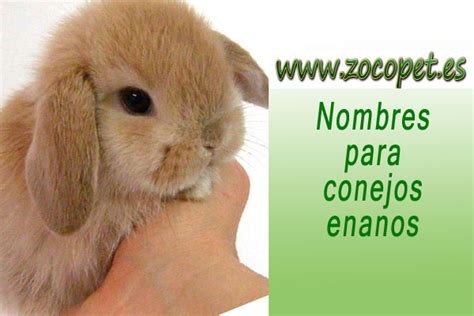 Mejores Nombre Para Conejos Enanos Macho Y Hembra