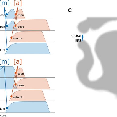 Schematic Comparison Of Predicted Articulatory Movements In The Download Scientific Diagram