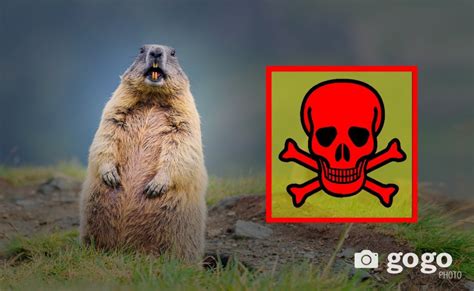 Нийслэлд тарваган тахал өвчин бүртгэгдлээ