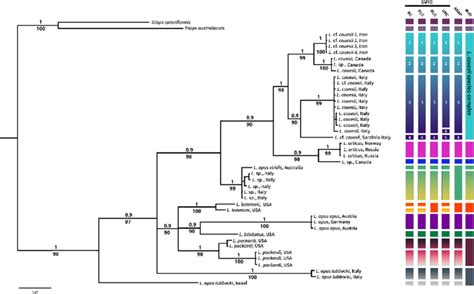 Maximum Likelihood Phylogenetic Tree Of Coi Gene Sequences Of Lepidurus Download Scientific