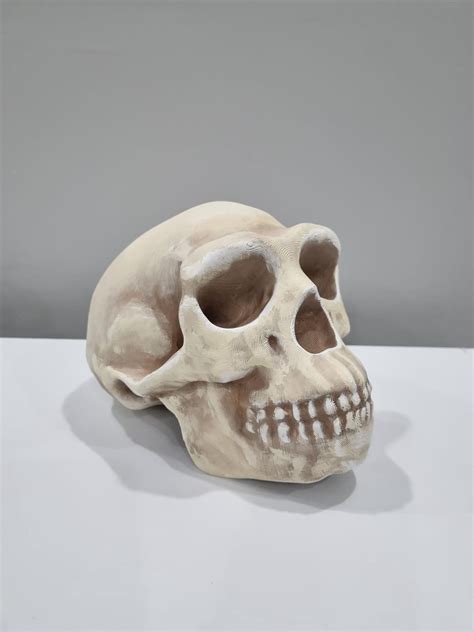 3d Printed Homo Erectus Skull Replica Realistic Fossil Educational