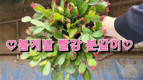 2541봄원종빨강주황가제발선인장 Youtube