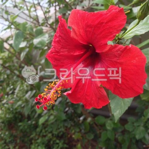 하와이무궁화 히비스커스 부상화 하와이안무궁화 Chinarose 사진 이미지 일러스트 캘리그라피 Youme작가