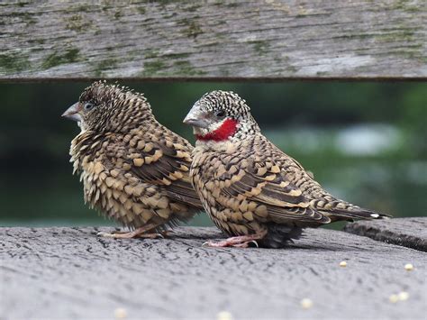 Cut Throat Finch Female And Male A Pair Of Cut Throat Fi Flickr