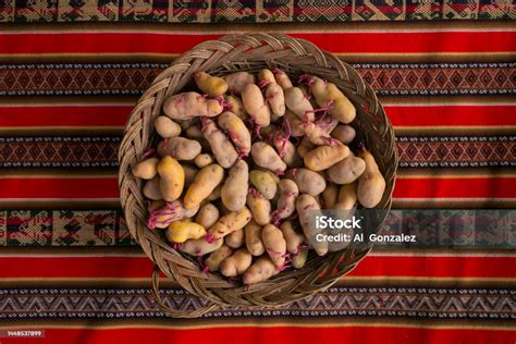 다양한 페루 감자 파차 망카 의식에서는 양고기 알파카 돼지 고기 및 쇠고기가 요리됩니다 또한 다양한 괴경과 야채 모두 뜨거운 돌 아래에 있고 지구로 덮여 있습니다 페루에