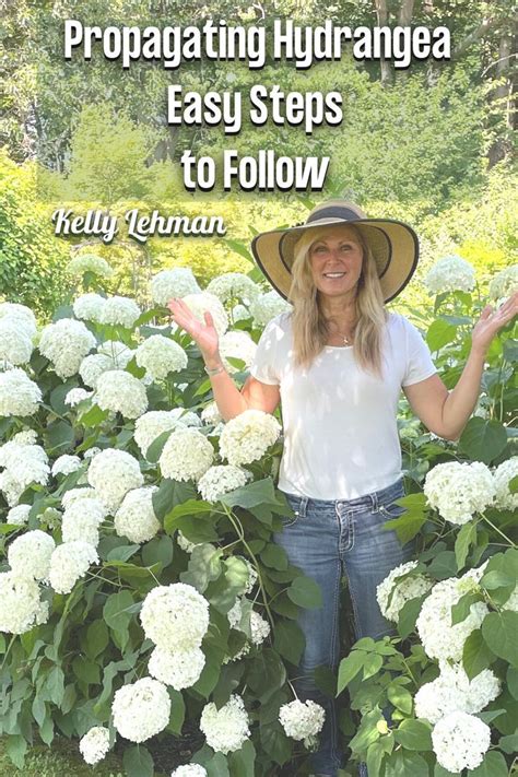 How To Propagate Hydrangeas