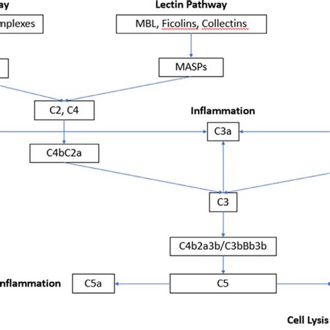 simple overview of the three complement pathways classical lectin