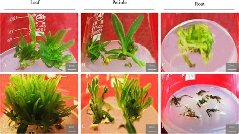 Effects Of Different Pgrs Plant Growth Regulators And Explant On