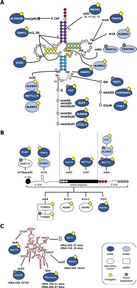 Landscape Of Trna Rrna And Mrna Modifications Associated With Rna