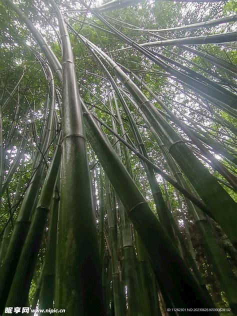 竹摄影图 树木树叶 生物世界 摄影图库 昵图网