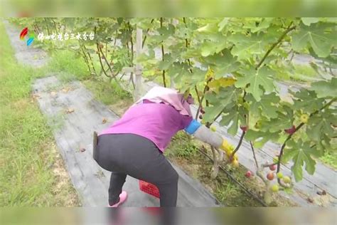 台风白色预警生效 未来三天三水风雨明显台风未来预警