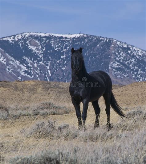 Stute Des Wilden Pferds In Wyoming Stockfoto Bild Von Mustang Hengste 26949628