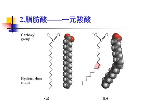第三章 脂类与生物膜1word文档在线阅读与下载免费文档