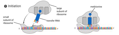 Protein Synthesis Translation Initiation