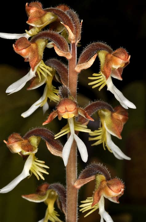 Anoectochilus Hengduan Biotechnology