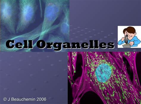 Lecture Notes On Cellular Organelles Ppt