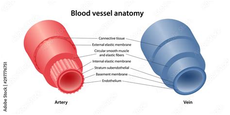 Artery And Vein Cross Section Stock Photos Artery And Vein Cross My Xxx Hot Girl