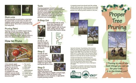 Proper Tree Pruning UW Madison Extension Forestry