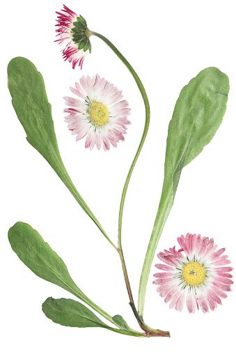 압착 및 말린 꽃 데이지 흰색 배경에 격리 스크랩북 플로리스트리 또는 허바륨에 사용하십시오 건조 식품에 대한 스톡 사진 및 기타 이미지 Istock