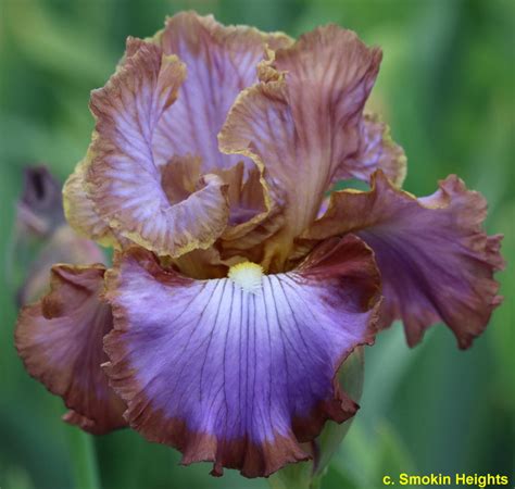 Molokini Bee Haven Iris Gardens