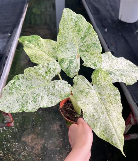Philodendron Giganteum Blizzard Live Plugs Tray Plants Tissue Culture