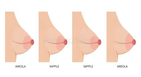 Diagram Illustrating Different Breast Types And Nipple Shapes For