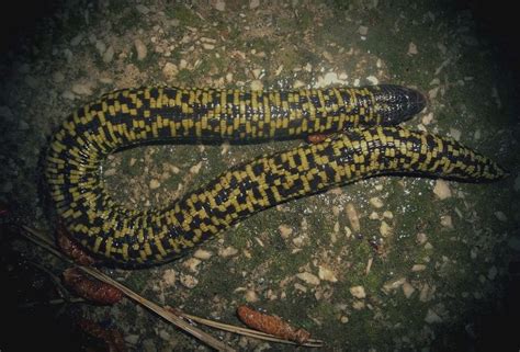 Astonishing Fossil Find Reveals A Giant Worm Lizard That Lived 50 Million Years Ago Exploring