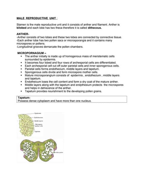 Microsporogenesis Pdf