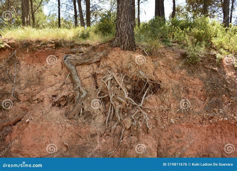Tree With Its Roots Out Of The Ground Stock Photo Image Of Ground Camino 219811676