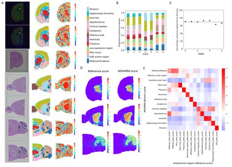 Milwrm Detects Consensus Tissue Domains In St Data From Different Mouse