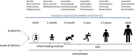 Dr Robin J Malloy On Linkedin Development Of The Gut Microbiome During Infancy The